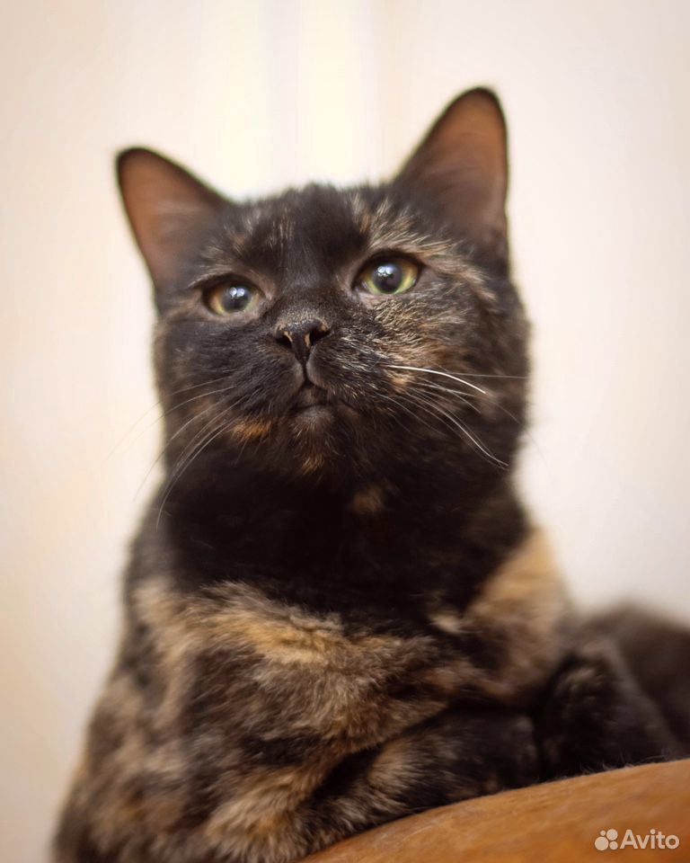 Кошка Халва ищет дом