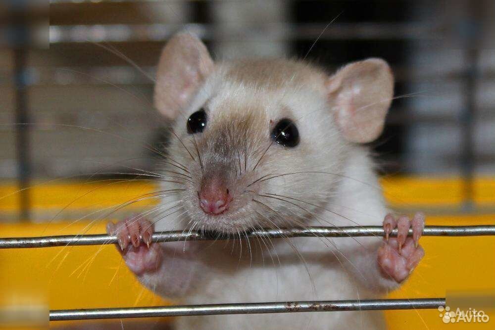 Сиамские декоративные крысятки- Дамба