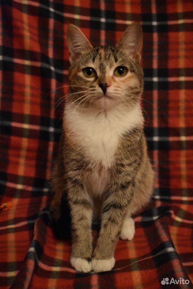 Красивая трехцветная девочка-подросток ищет дом