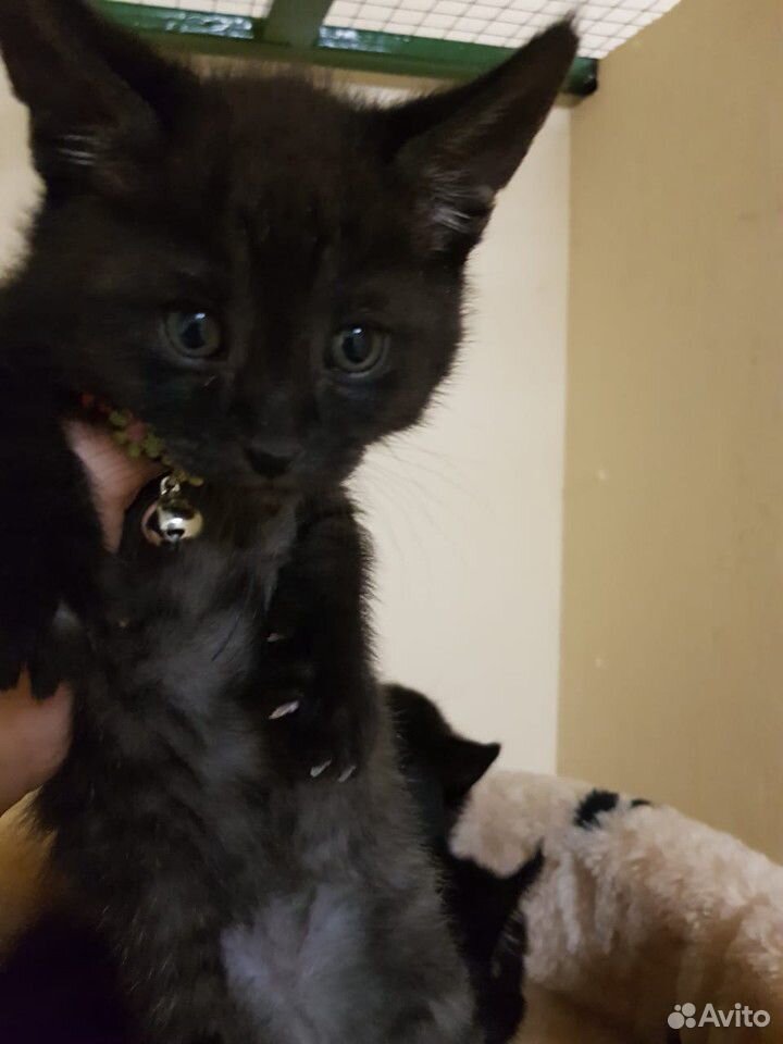 Черная чаузи ф1