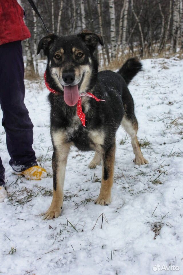 Супер позитивный пёс Боня в добрые руки