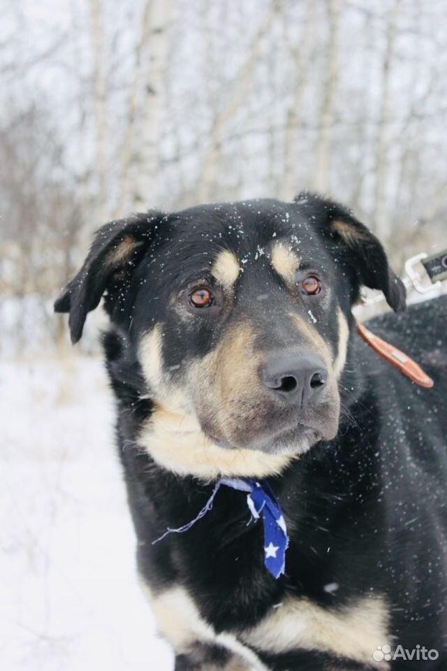 Отдам в хорошие руки, метис ротвейлера
