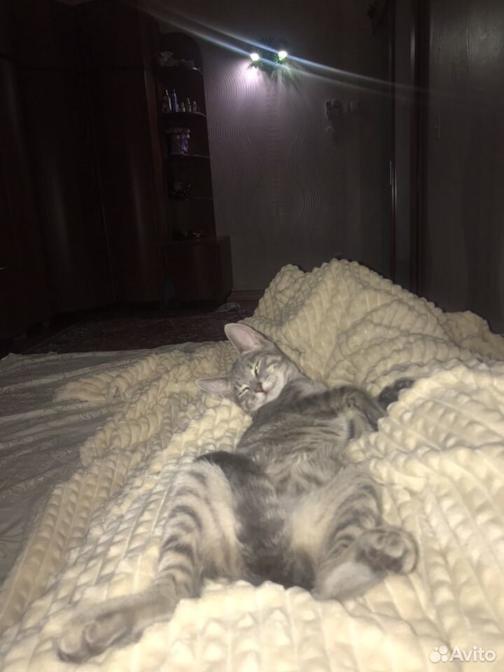 Котик