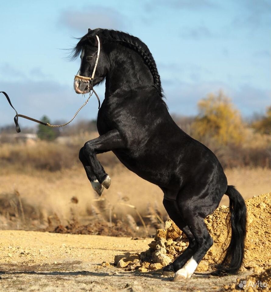 Уэльский пони, секции А (случка )