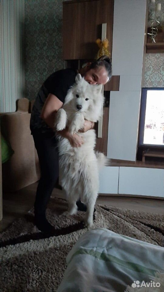 Мальчик самоед на вязку