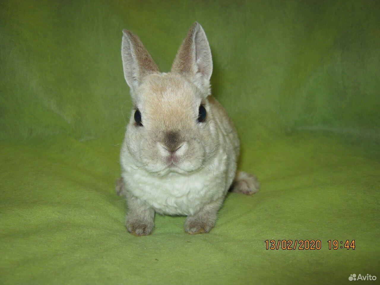 Карликовый рекс, девочка