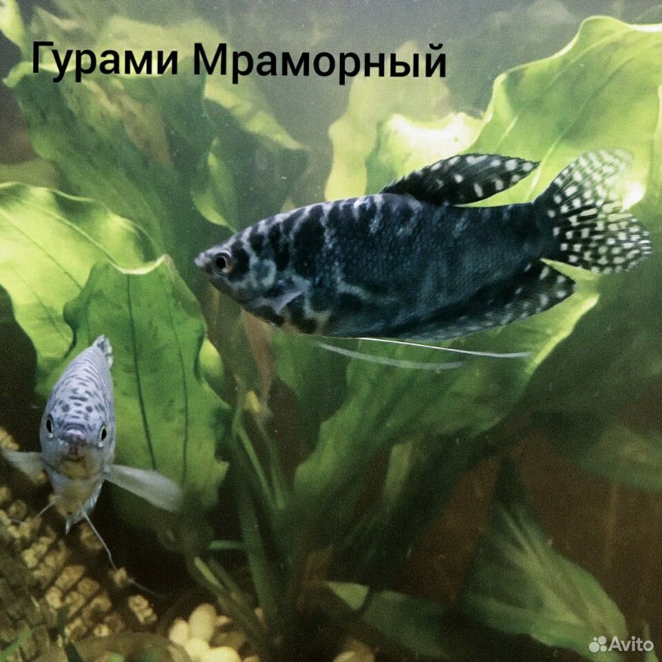 Гурами мраморный
