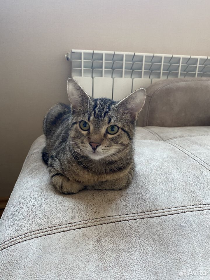 Котенок Тишка в поисках дома