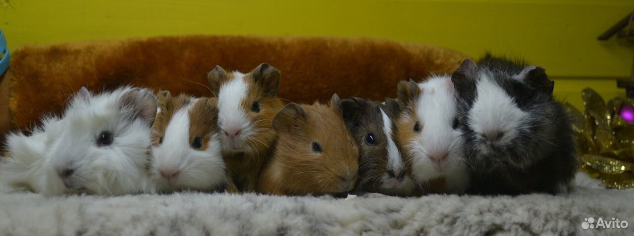 Морские свинки из питомника ручные.доставка. выбор