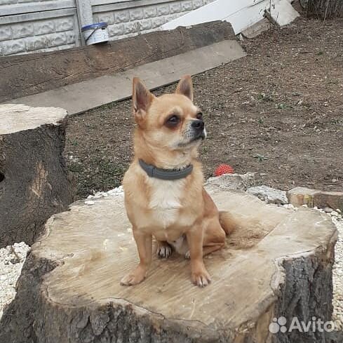 Чихуахуа кобель жених