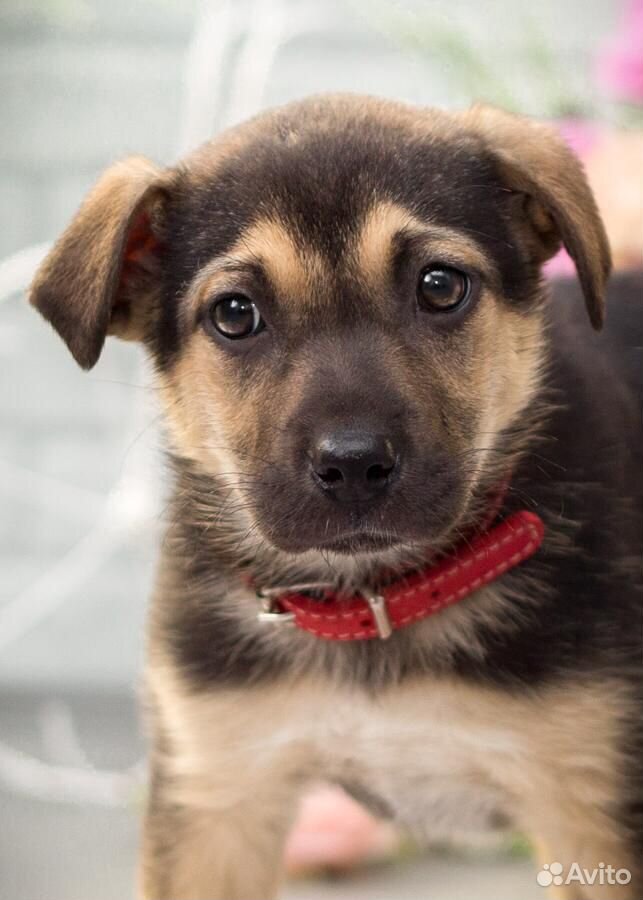 Щенок ищет семью