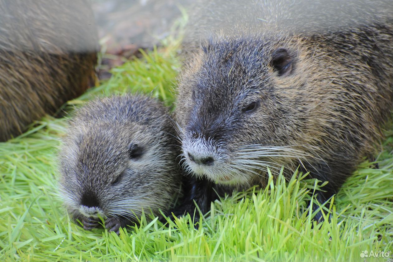 Продам нутрий на завод