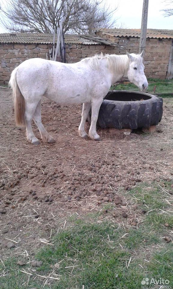 Лошадь «Анфиса»