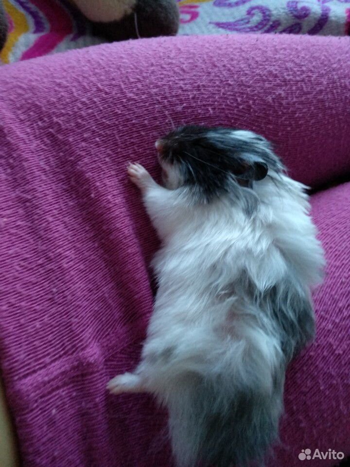 Отдам сирийского хомяка