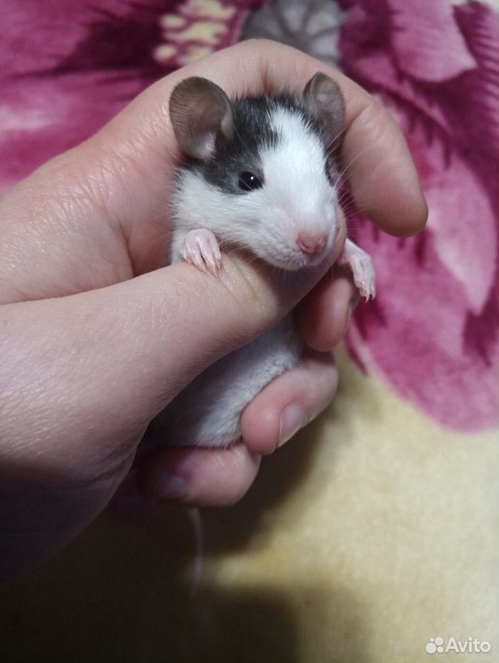 Крысята дамбо