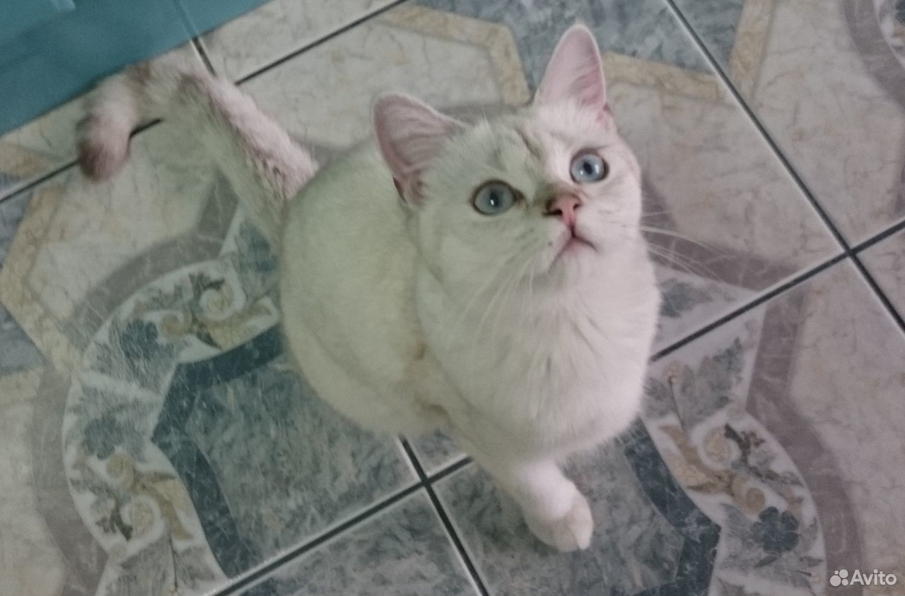 Британская кошка