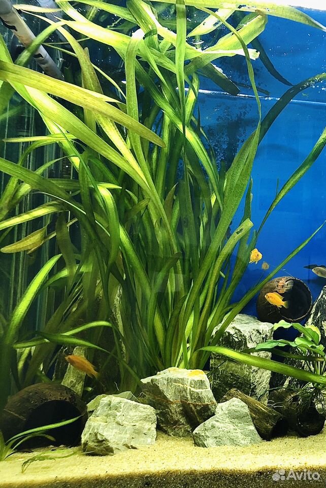 Валлиснерия гигантская