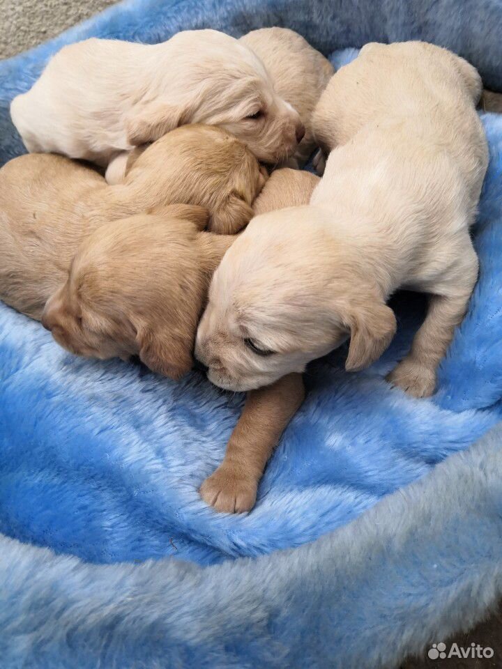 Русский кокер