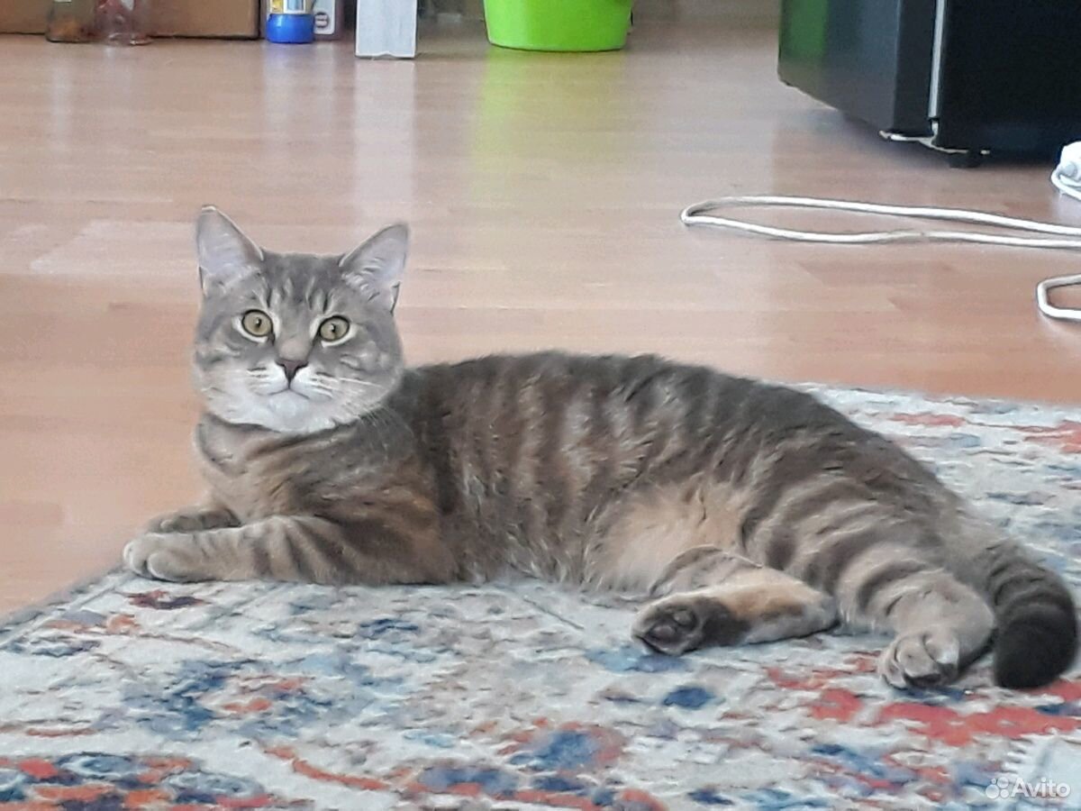 Котик ищет невесту