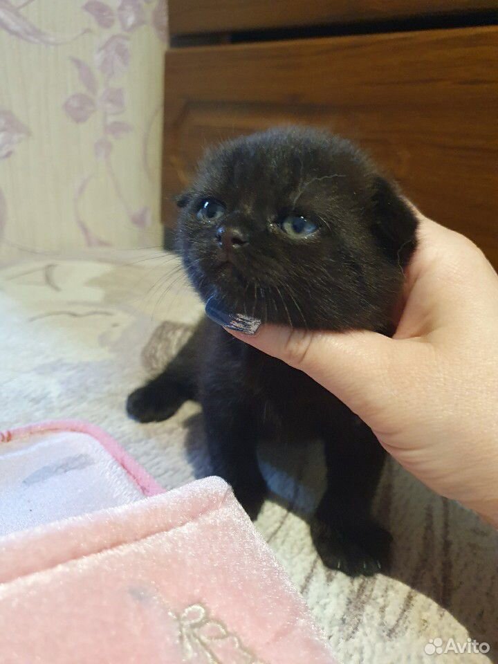 Вислоухий котик