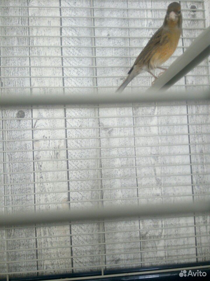 Продаётся канарейка