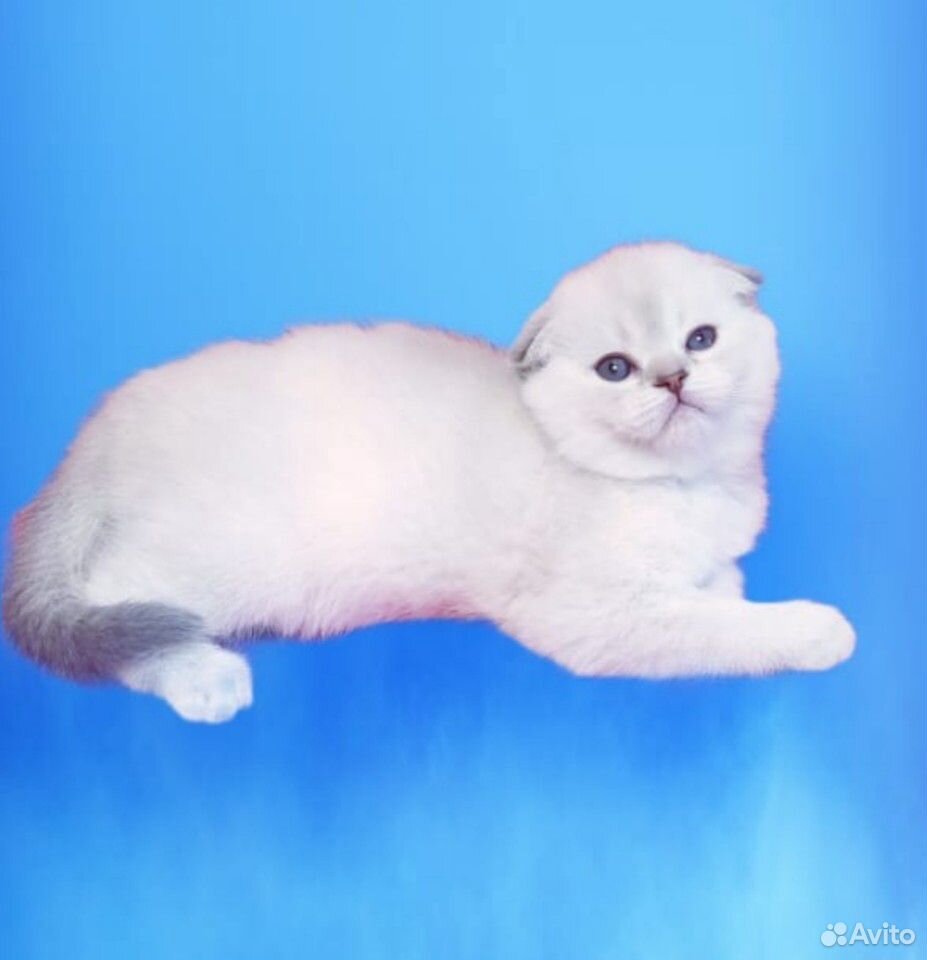 Фолд девочка