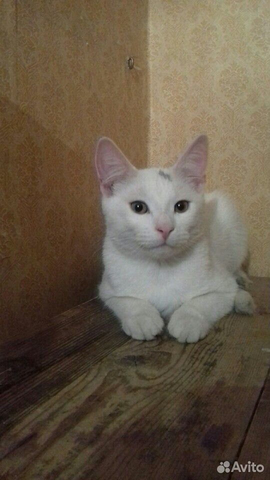 Котик Мишка