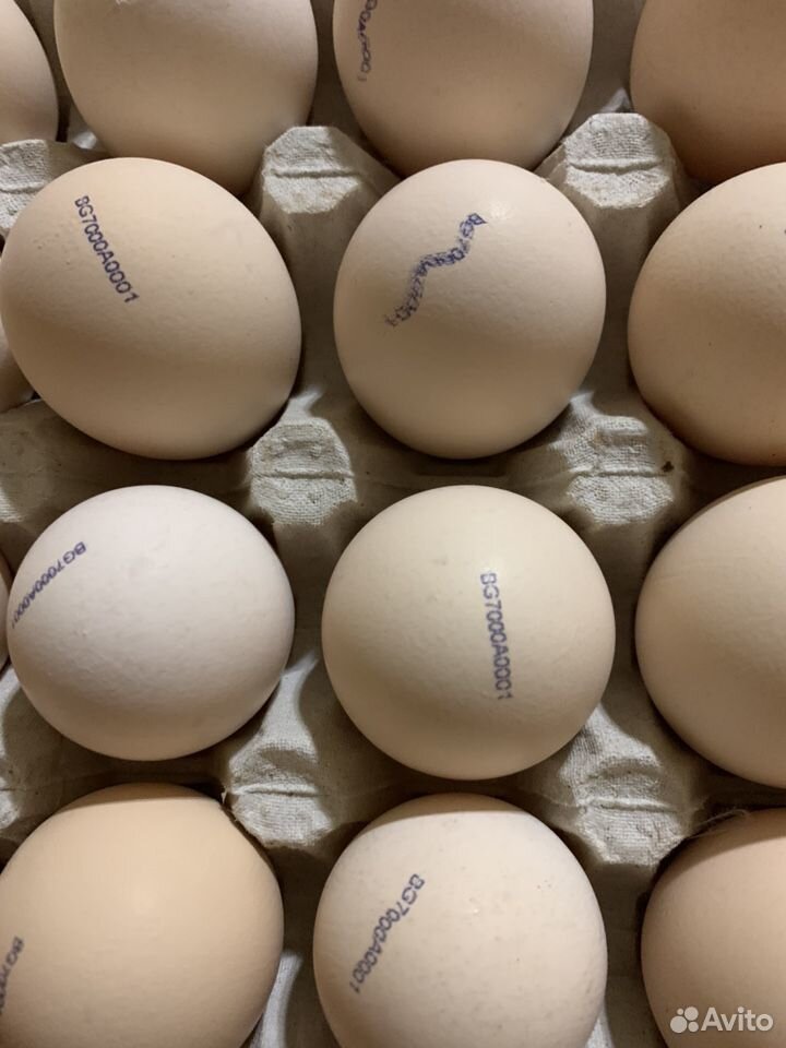 Инкубационное яйцо