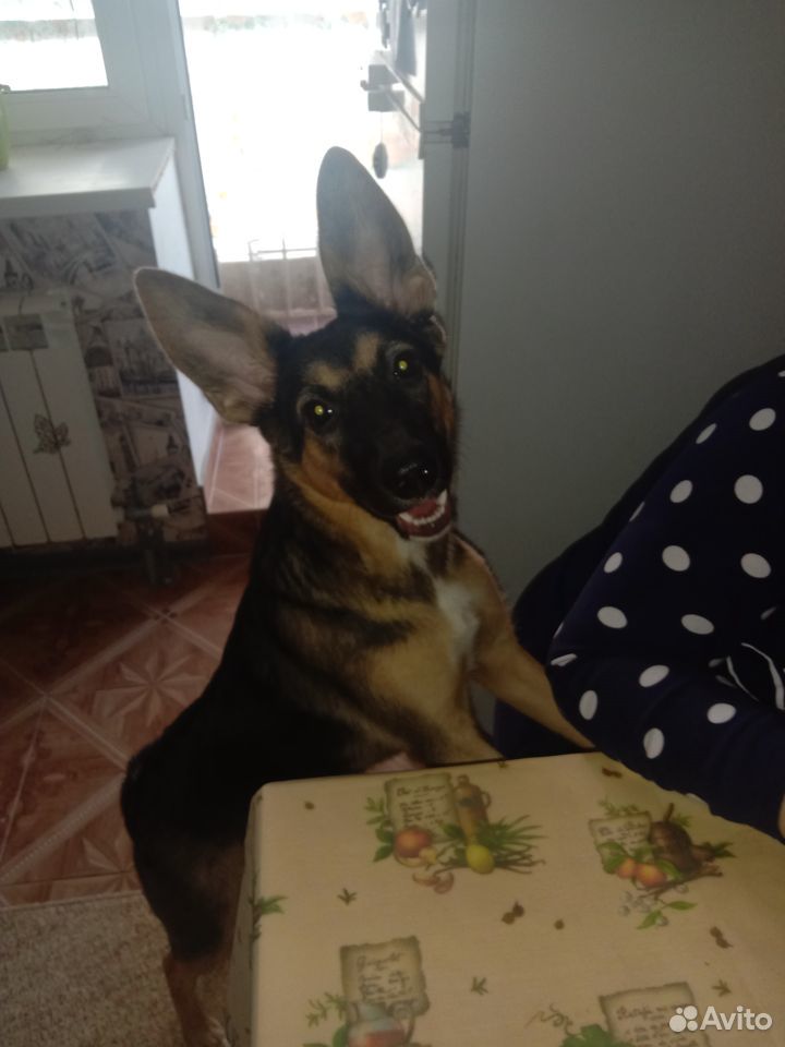 Потерялась собака