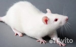 Крыс крыса альбинос