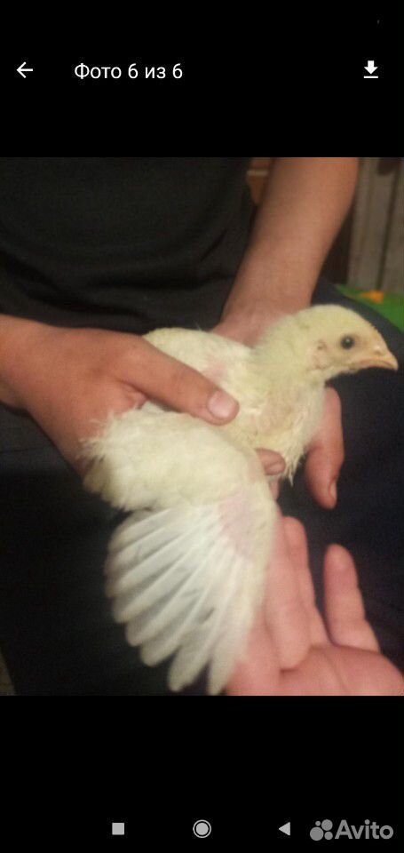 Бройлер кобб 500 Чехия