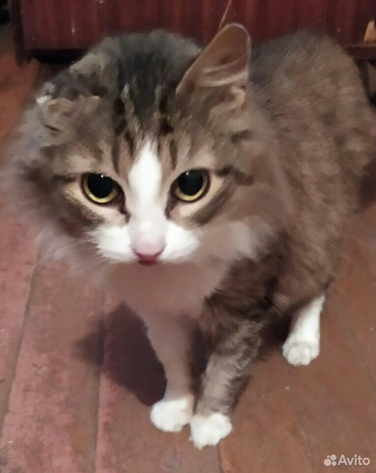 Котодети ищут своих родителей