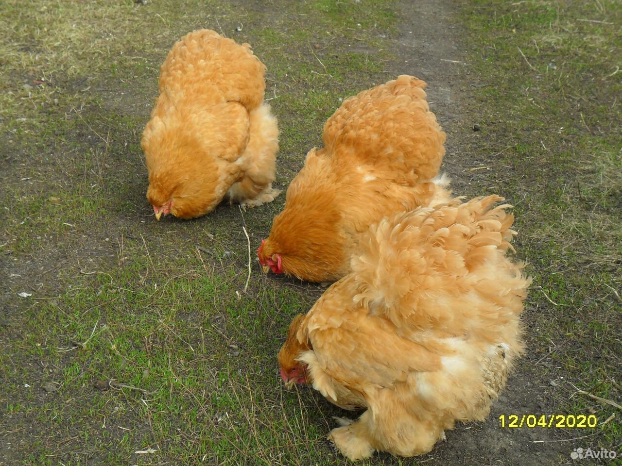 Куры породы Кохинхин