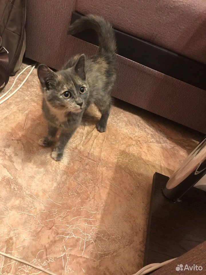 Котенок примерно 6 месяц