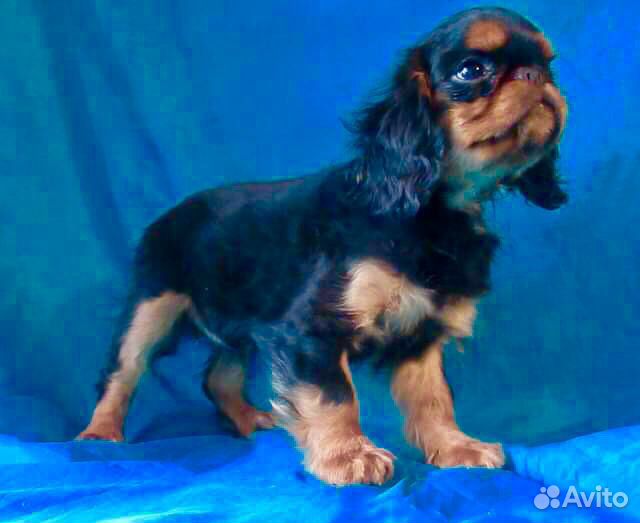 Девочки Кинг чарльз спаниель.это не кавалер спание