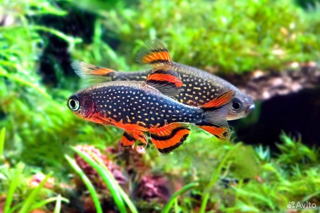 Молодые расборы галактики