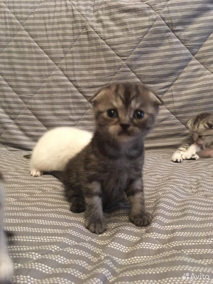 Шотландская