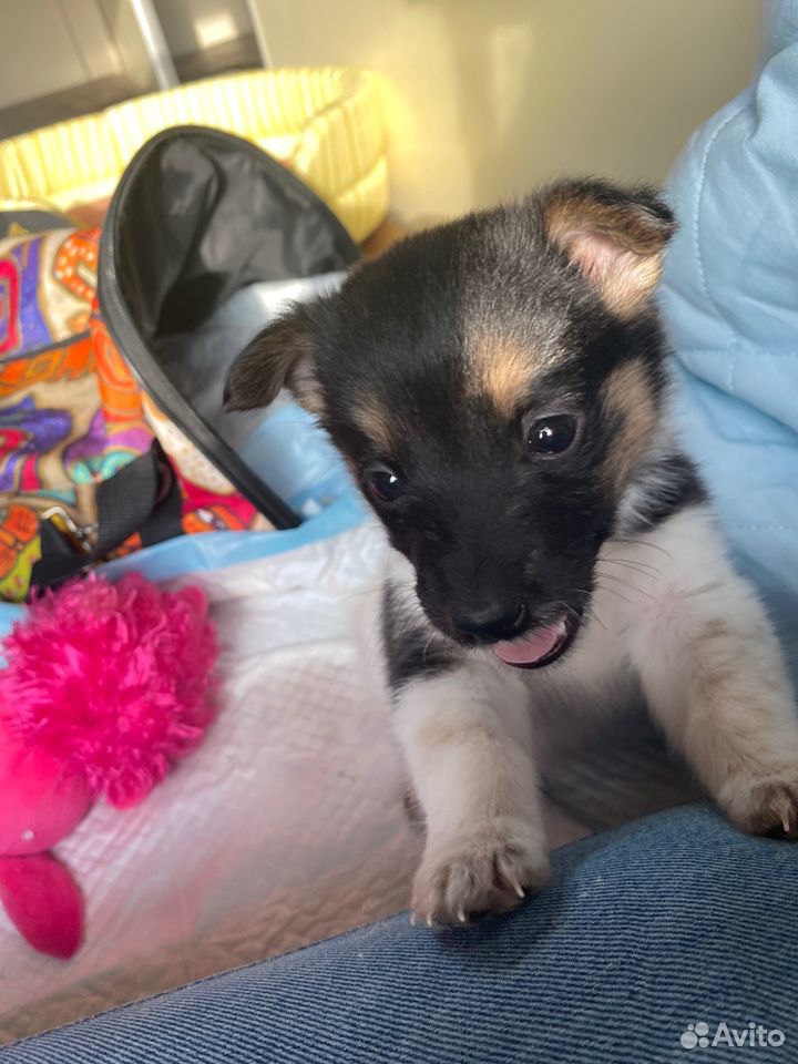 Собака Джек Рассел