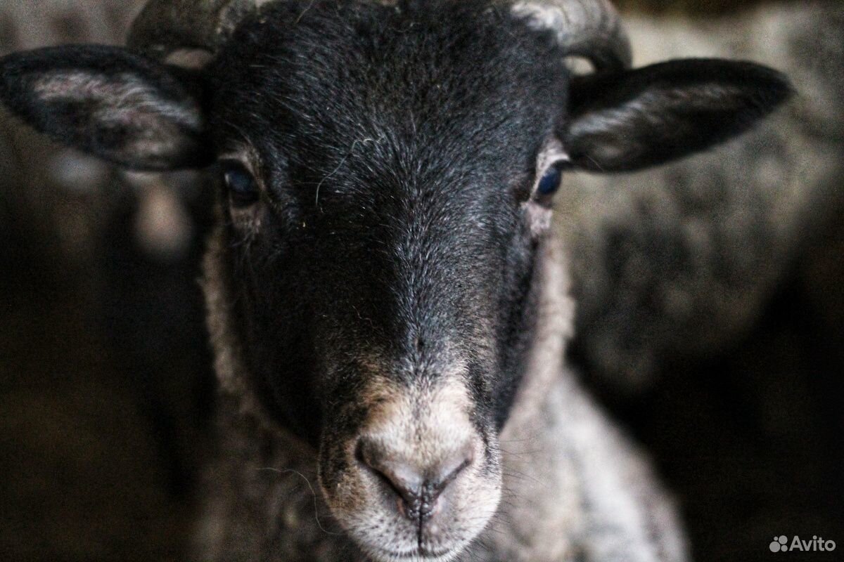 Бaрaшки и овцы на Куpбaн байрам, Акыйку и Hазиp