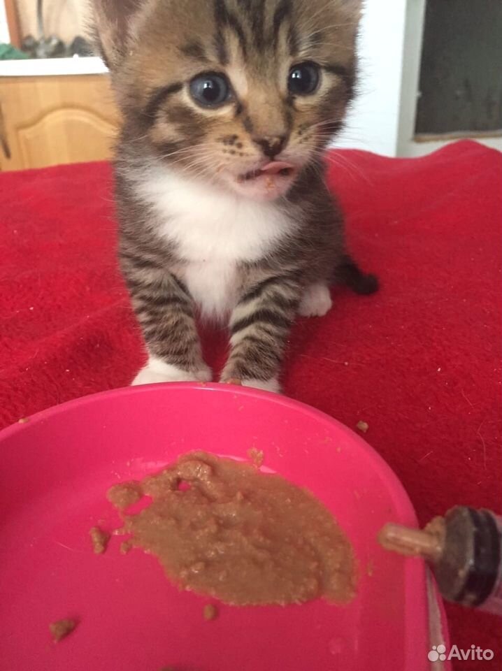 Котёнок Захар