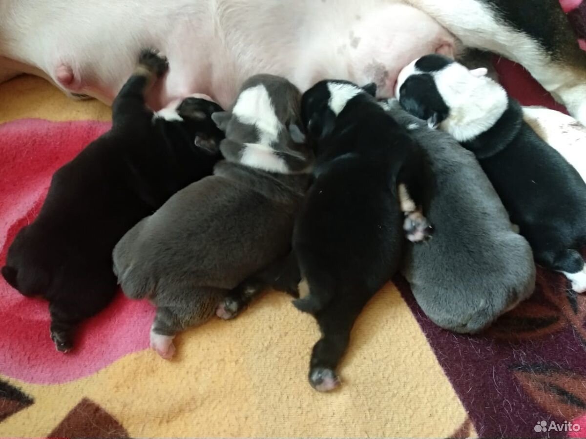 Мальчишки для предварительного резерва