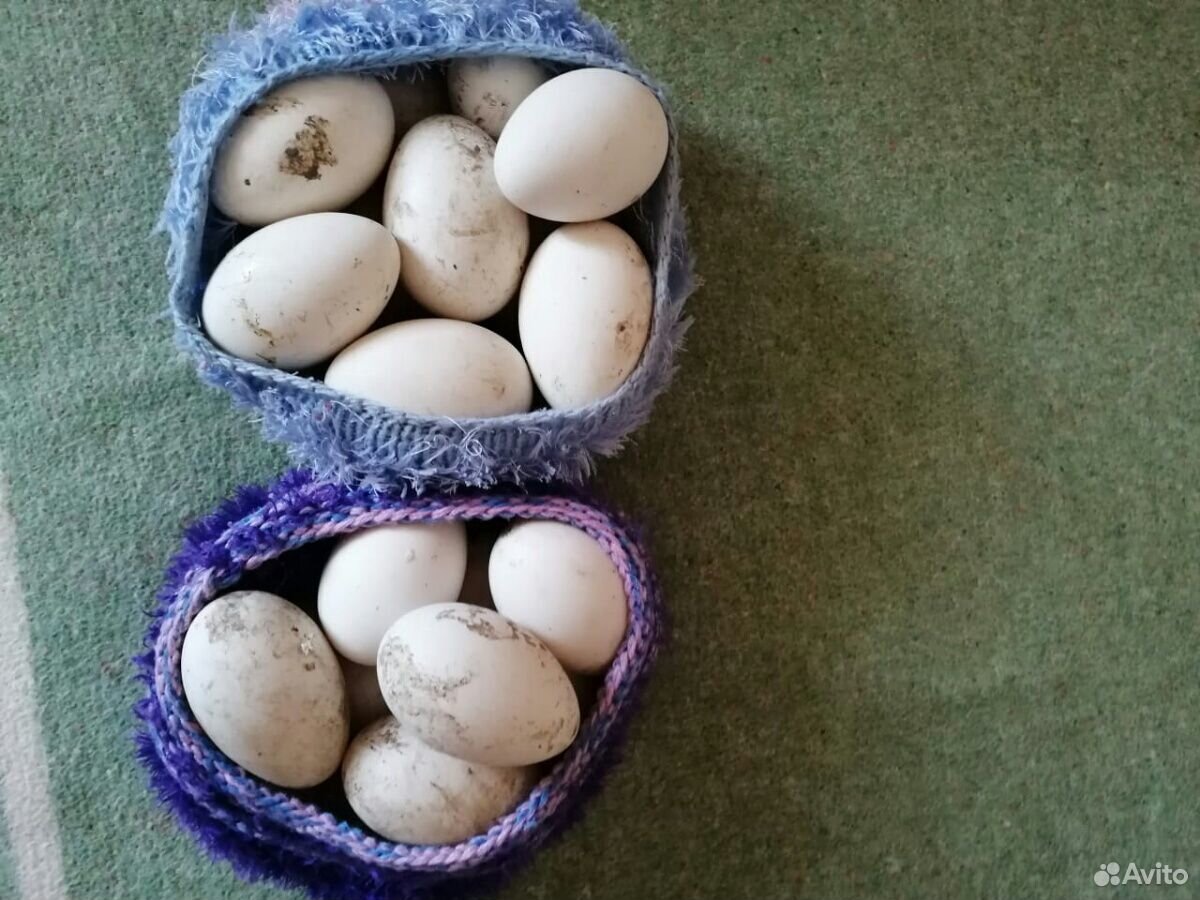 Гусиное яйцо