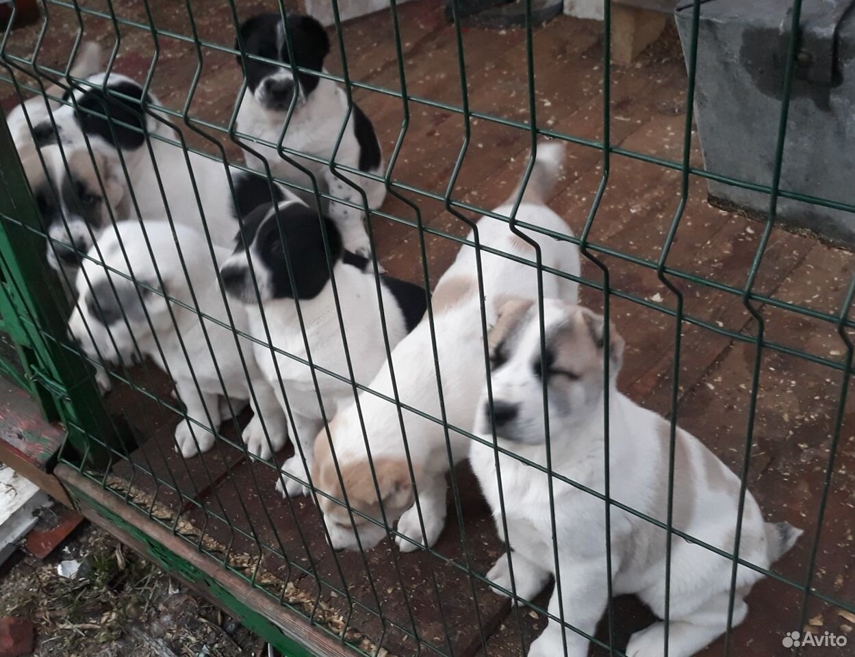 Щенки