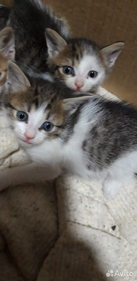 Котята 1,5мес. мальчики в добрые руки