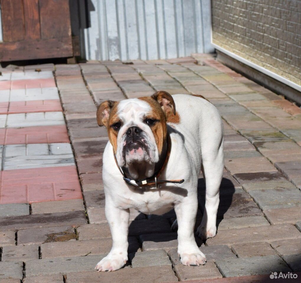 Девочка Английского бульдога