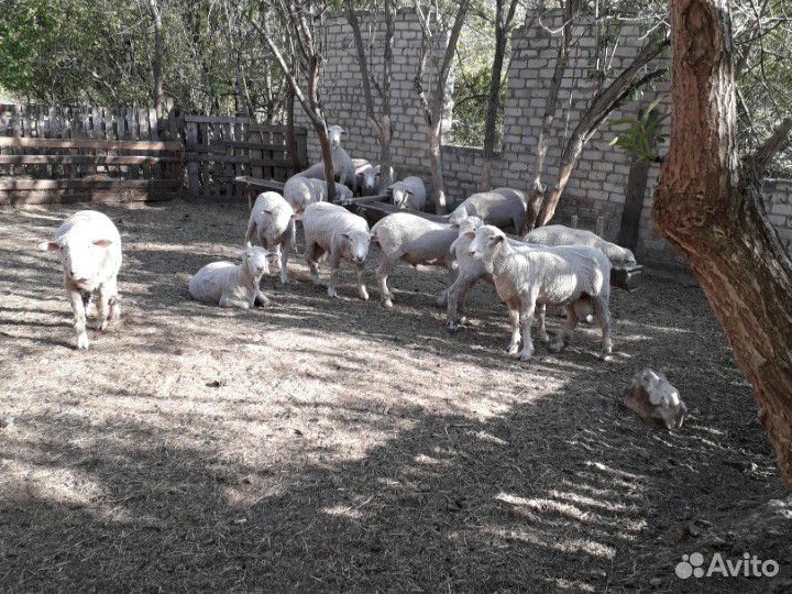 Племенные бараны. матки. ярки