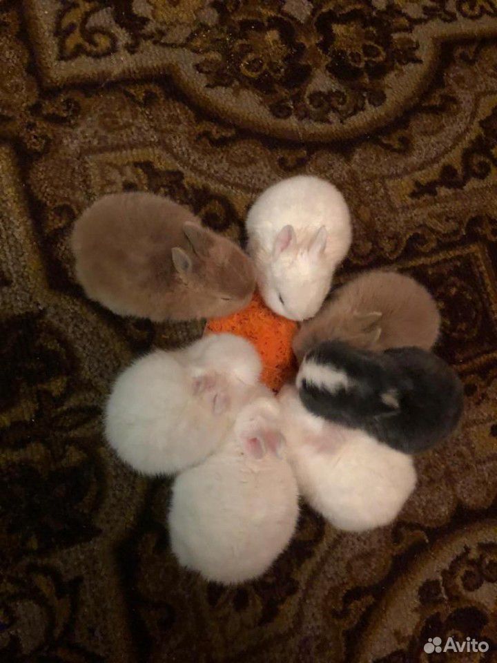 Декоративные карликовые кролики