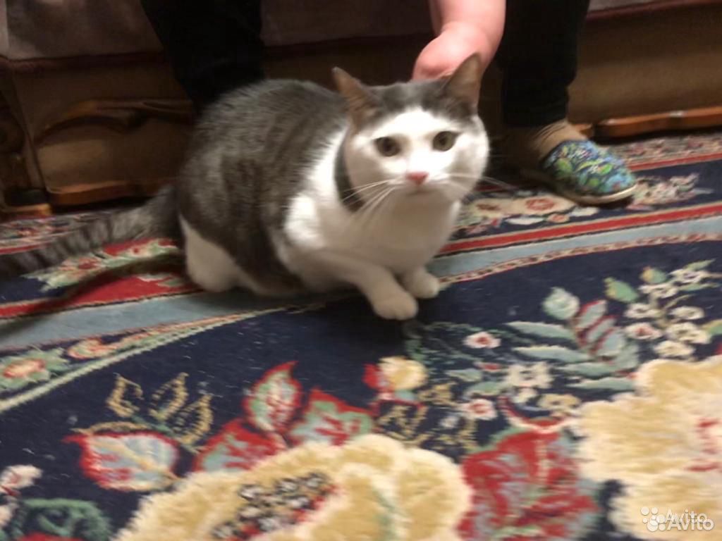 Кот остался один. Кот ищет дом