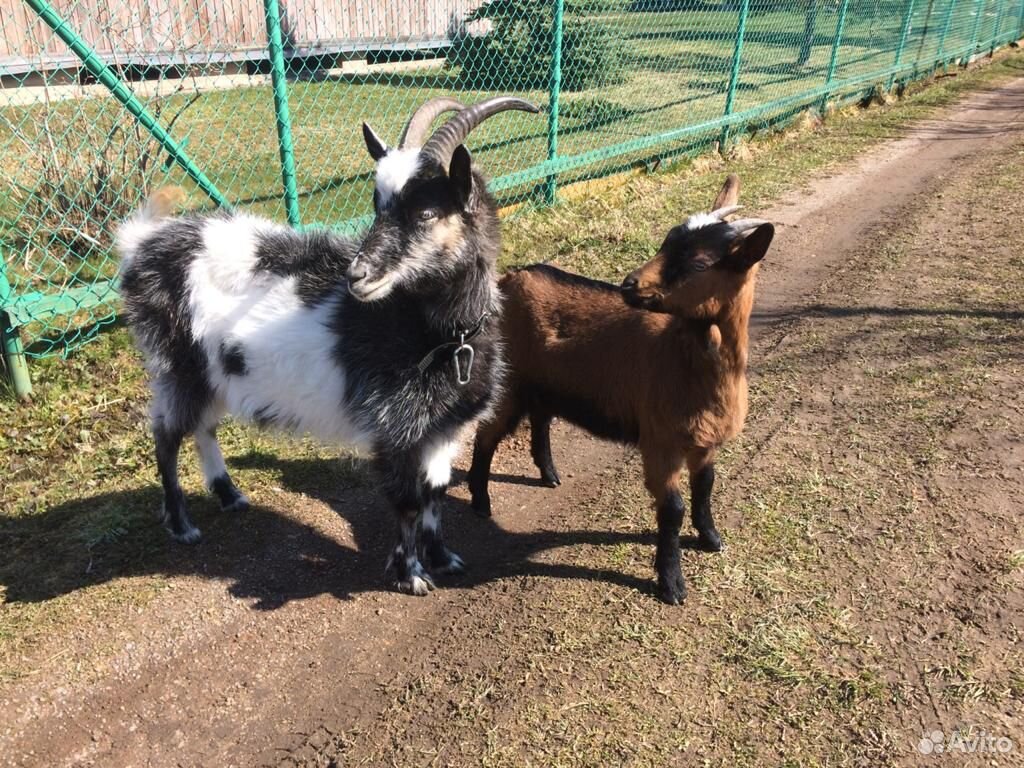 Продам козу и молодую козочку