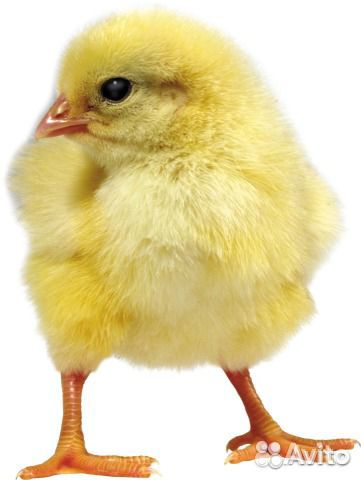 Цыплята бройлера кооб-500